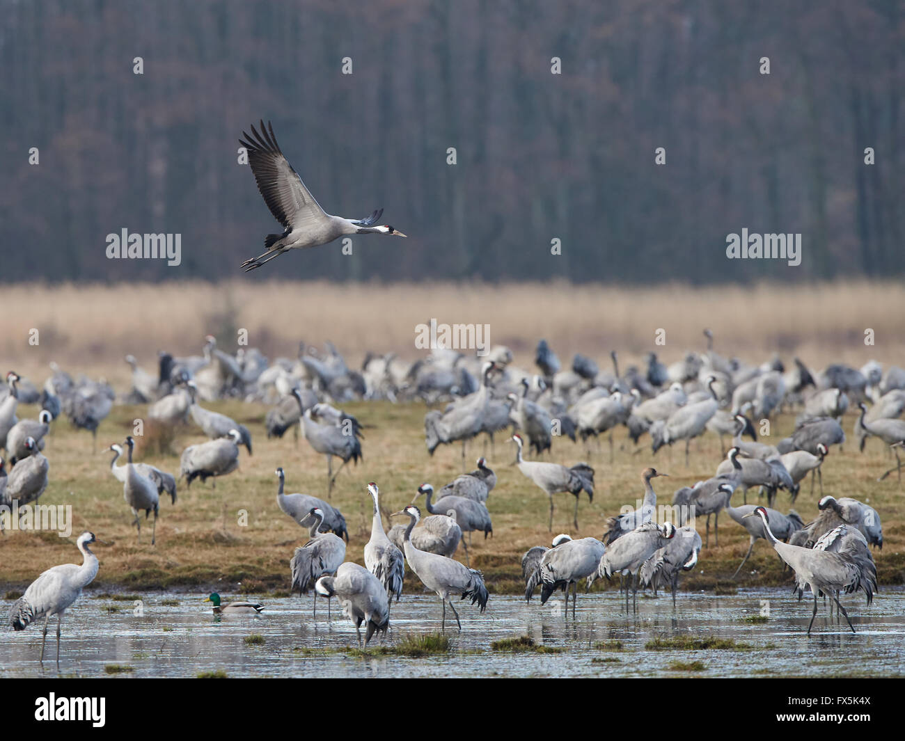Common cranes resting in their natural habitat Stock Photo - Alamy