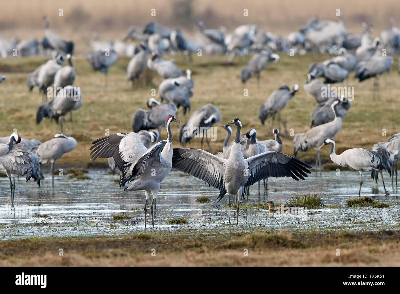Common cranes dancing and resting in their habitat Stock Photo - Alamy