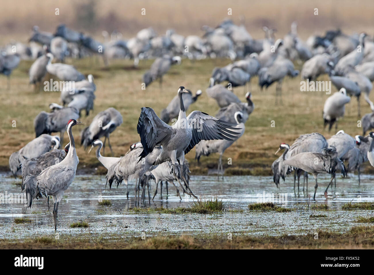 Common cranes dancing and resting in their habitat Stock Photo - Alamy