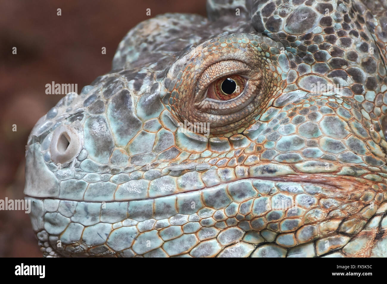 Closeup portrait of the Green iguana seen from the side Stock Photo - Alamy