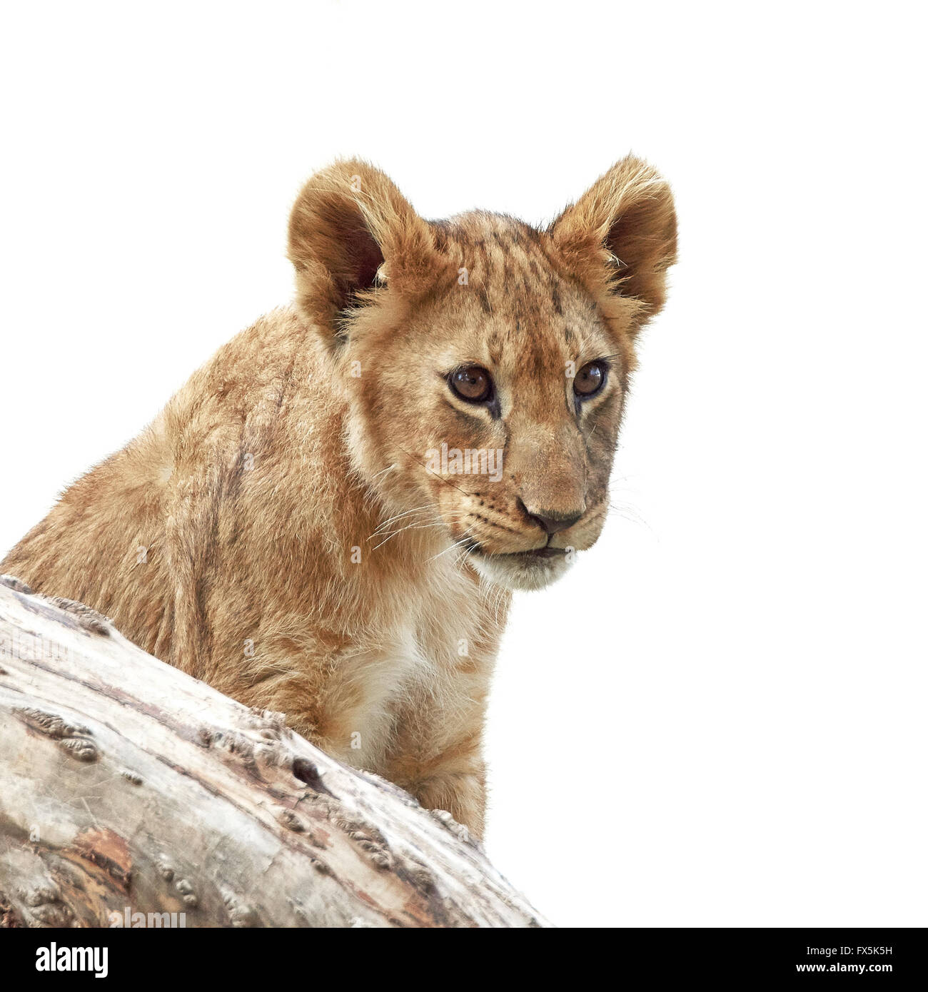 Closeup portrait of a little Lion cub isolated on a white background ...