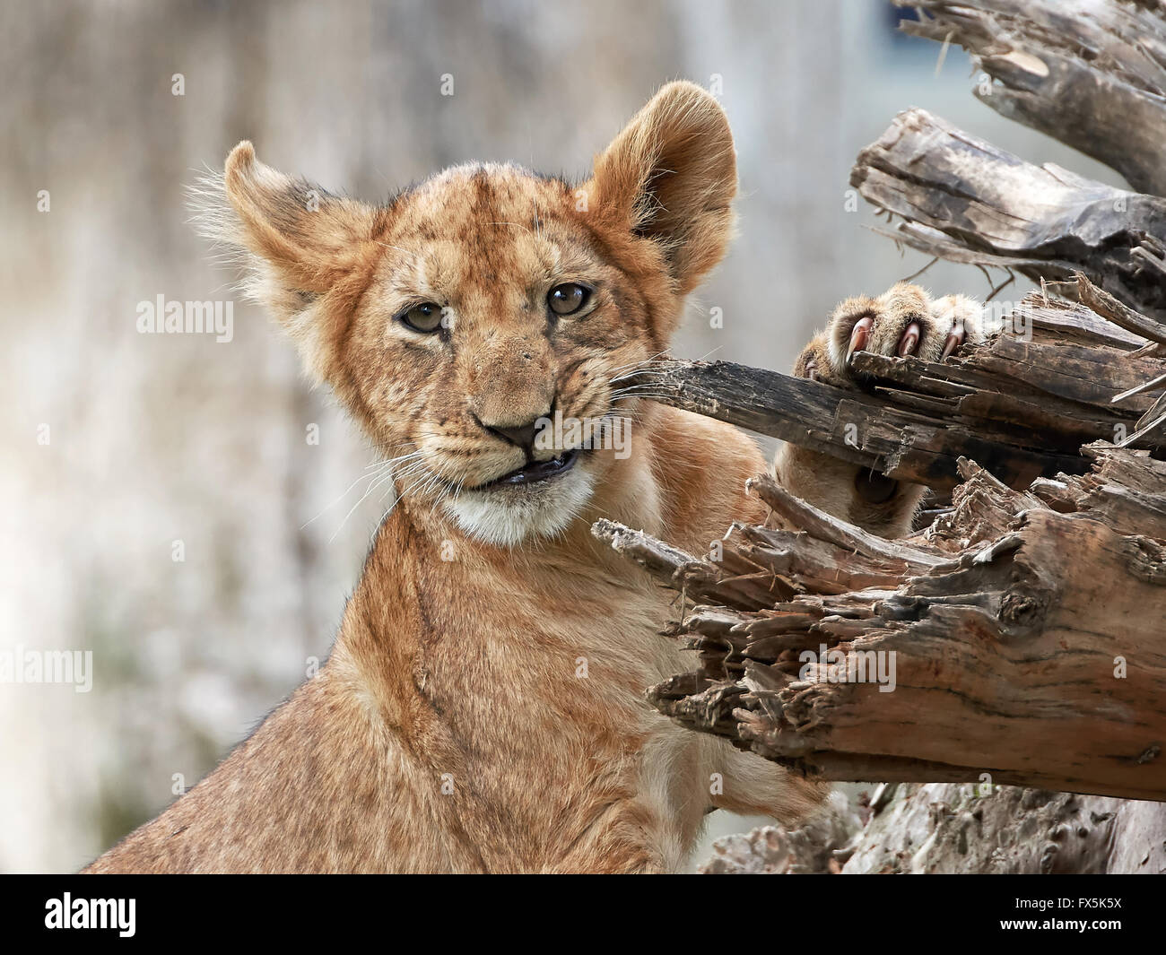 Closeup image of a Lion cub seen from the front Stock Photo - Alamy