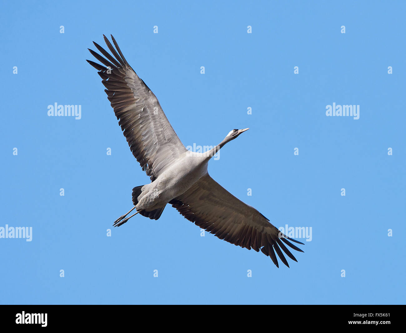 Common crane in flight with blue skies in the background Stock Photo ...