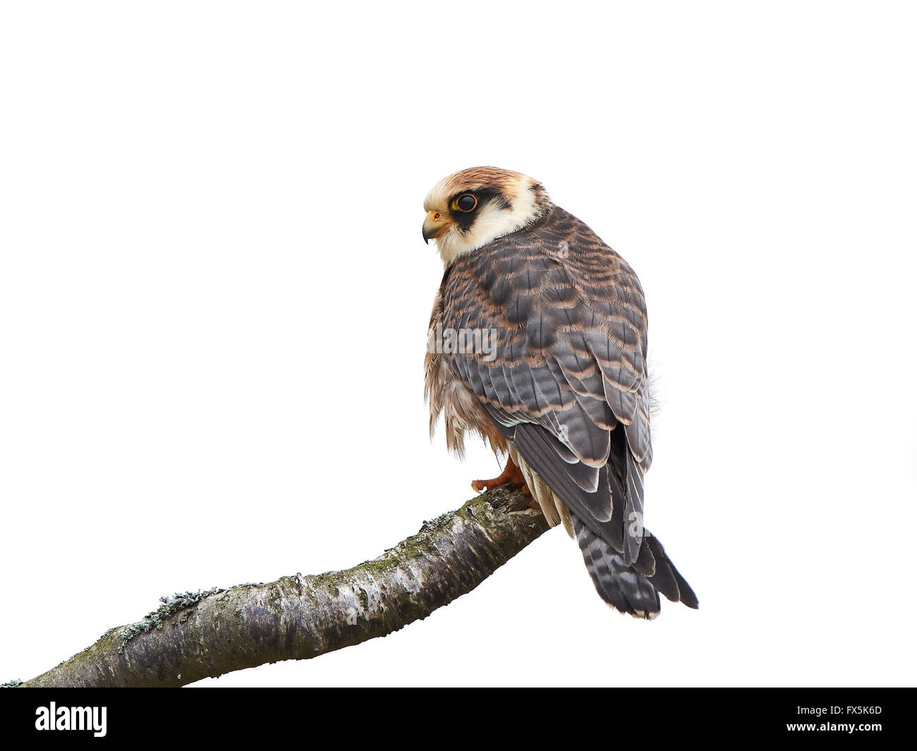 Red footed falcon resting on a branch isolated on a white background ...
