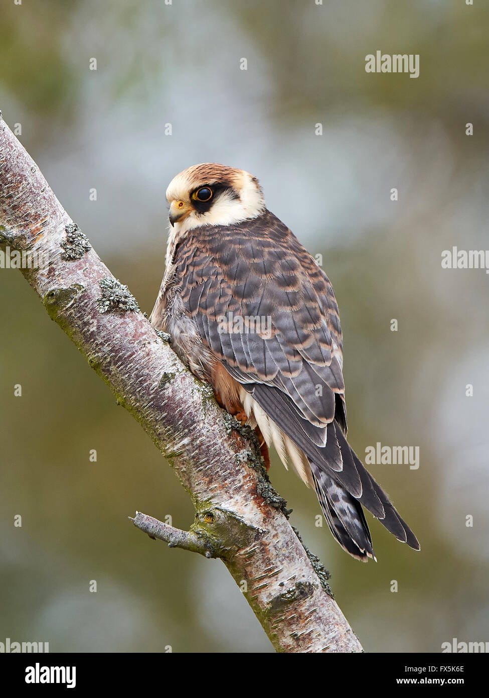 Red footed falcon resting on a branch in its habitat Stock Photo - Alamy