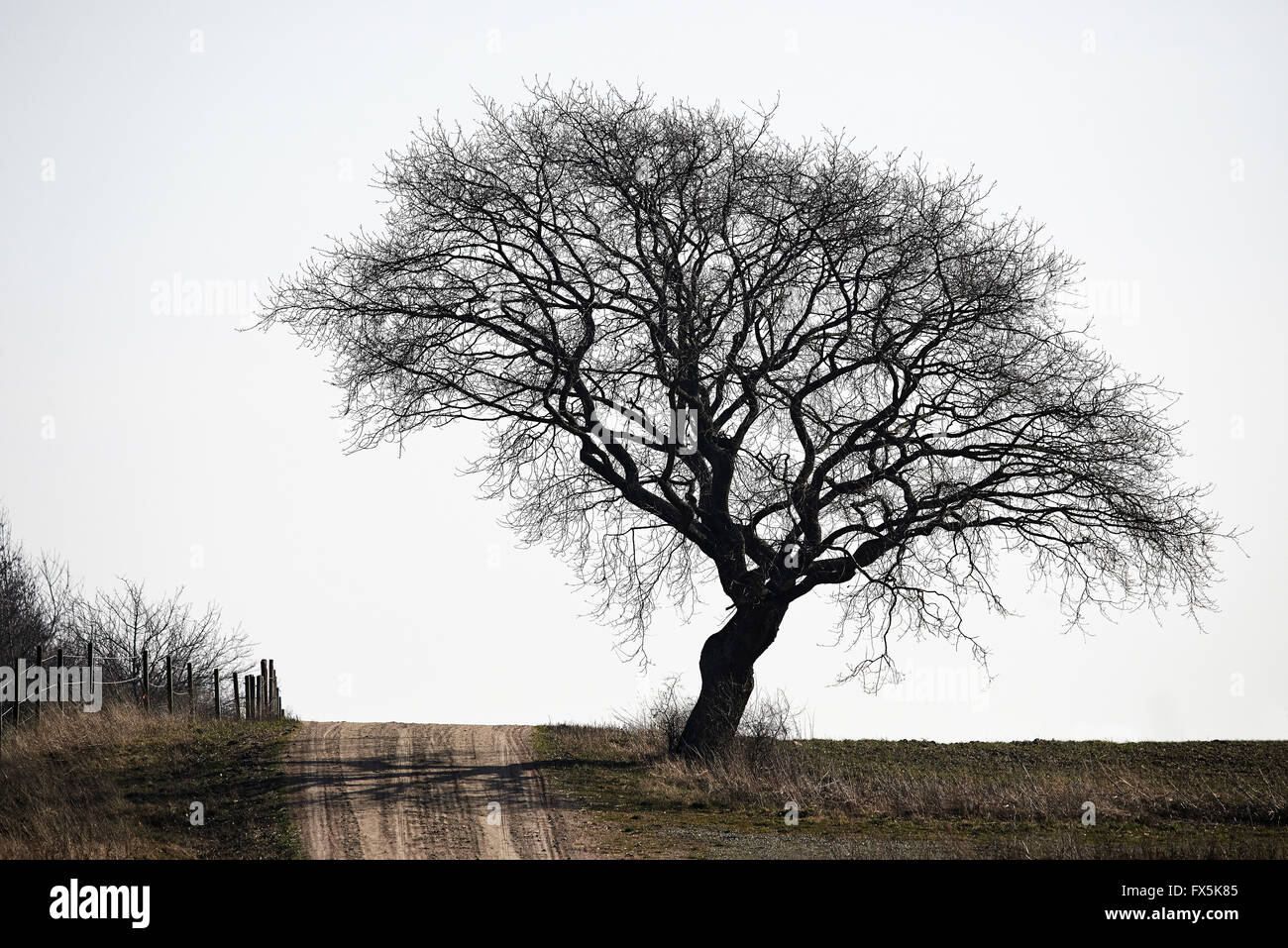 Big Tree Without Leaves