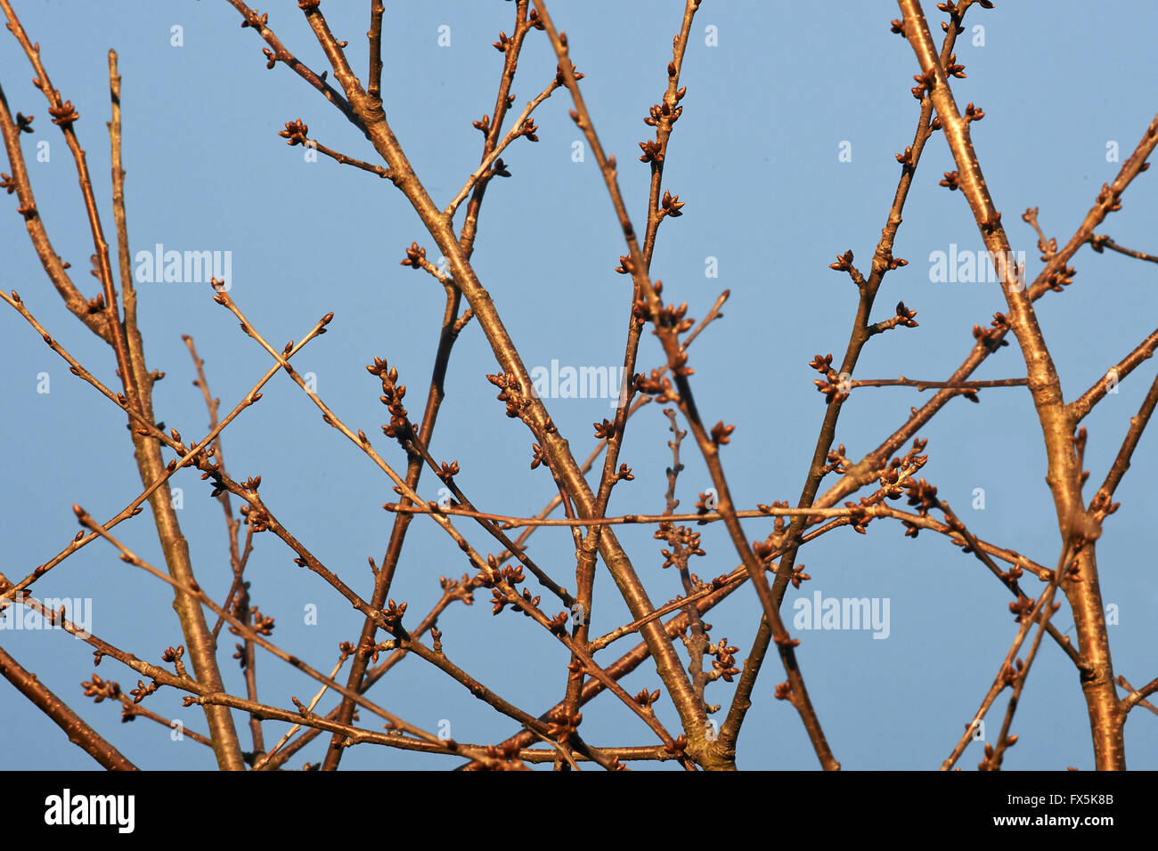 Spring showing hi-res stock photography and images - Alamy