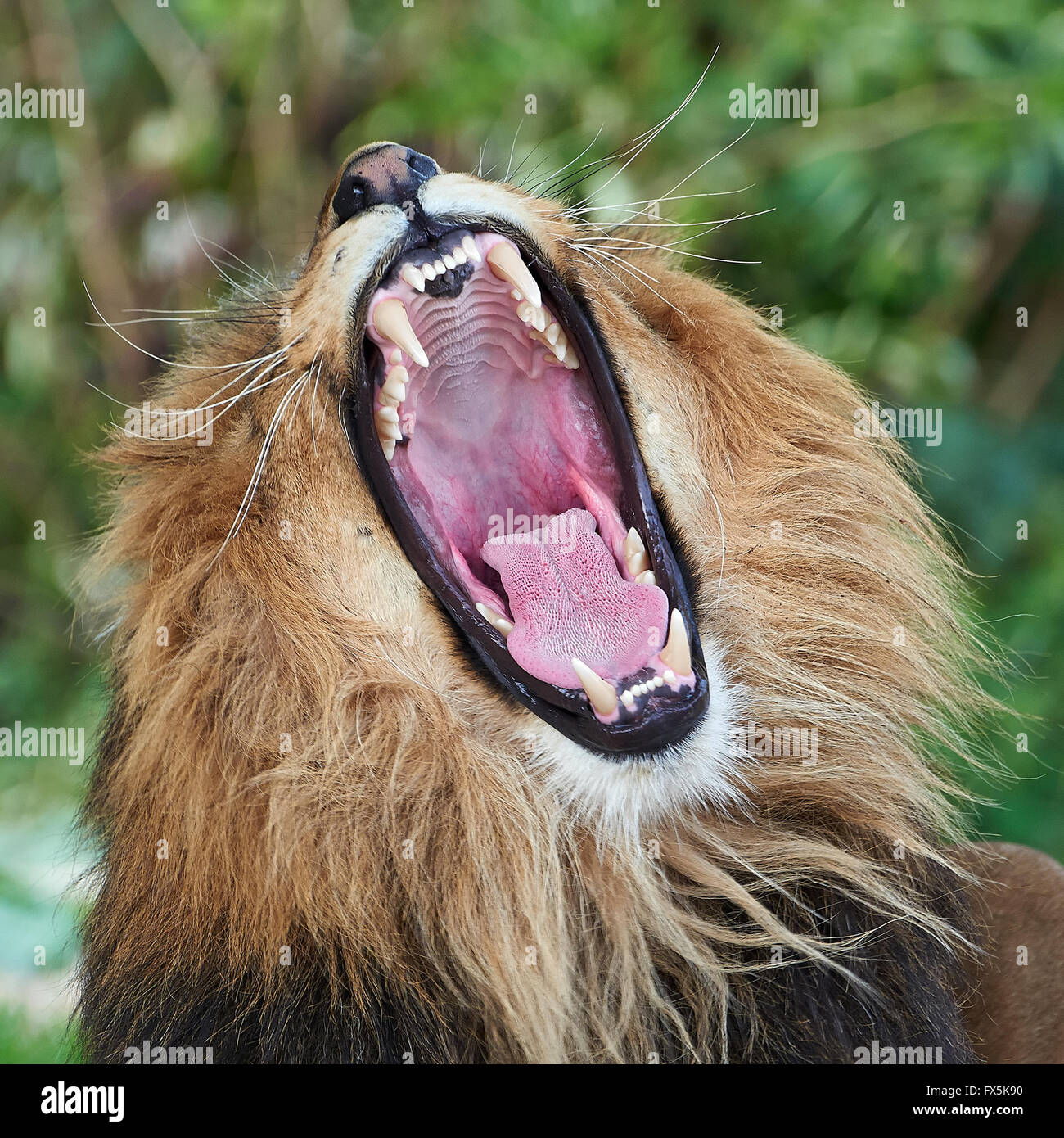 Lion teeth hi-res stock photography and images - Alamy