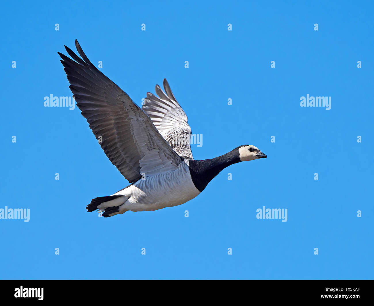 Barnacle goose in flight with blue skies in the background Stock Photo ...
