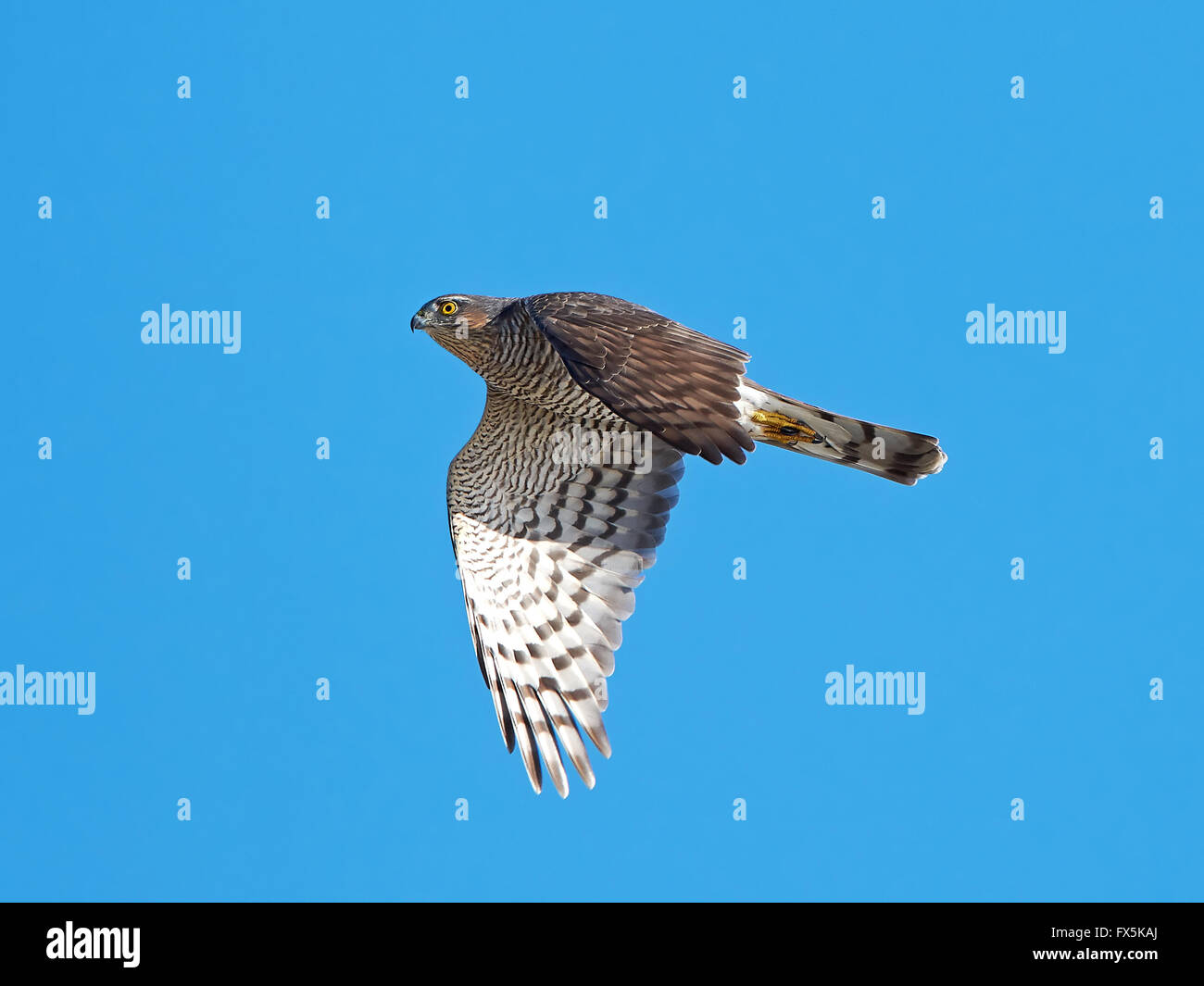 Sparrowhawk Flying High Resolution Stock Photography and Images - Alamy