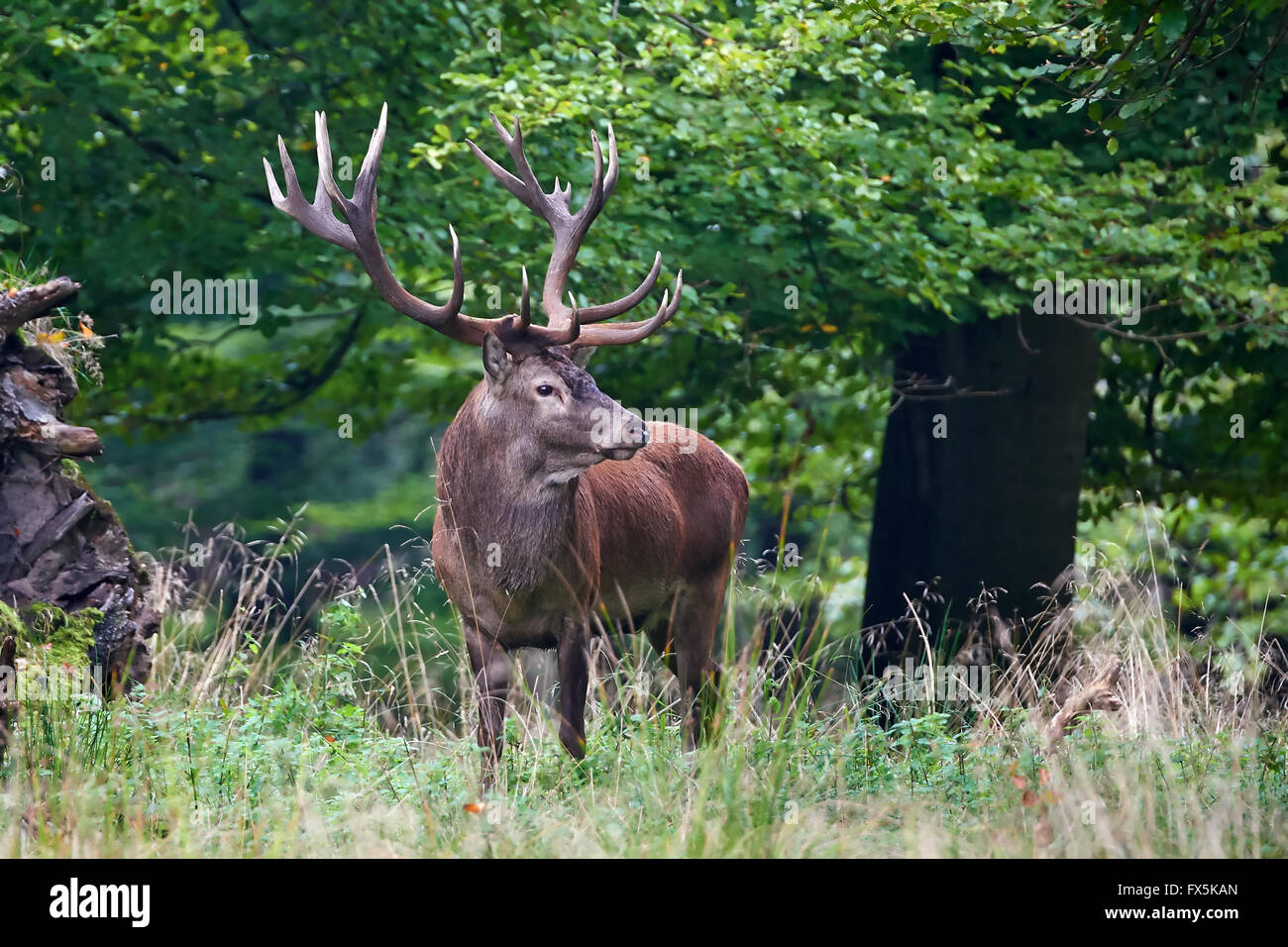 Red deer standing hi-res stock photography and images - Alamy