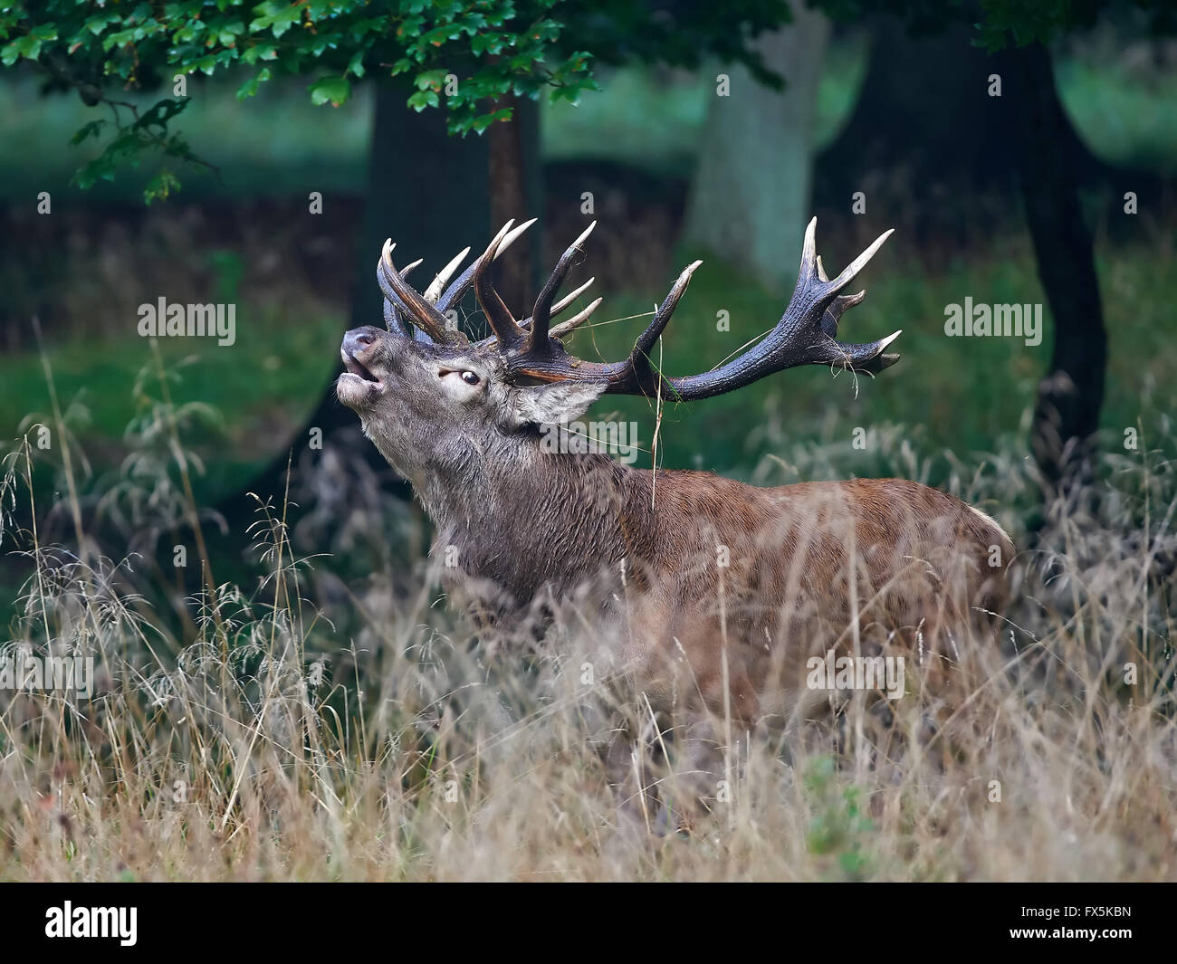 Large mature Red Deer stag bellowing during the rut Stock Photo - Alamy