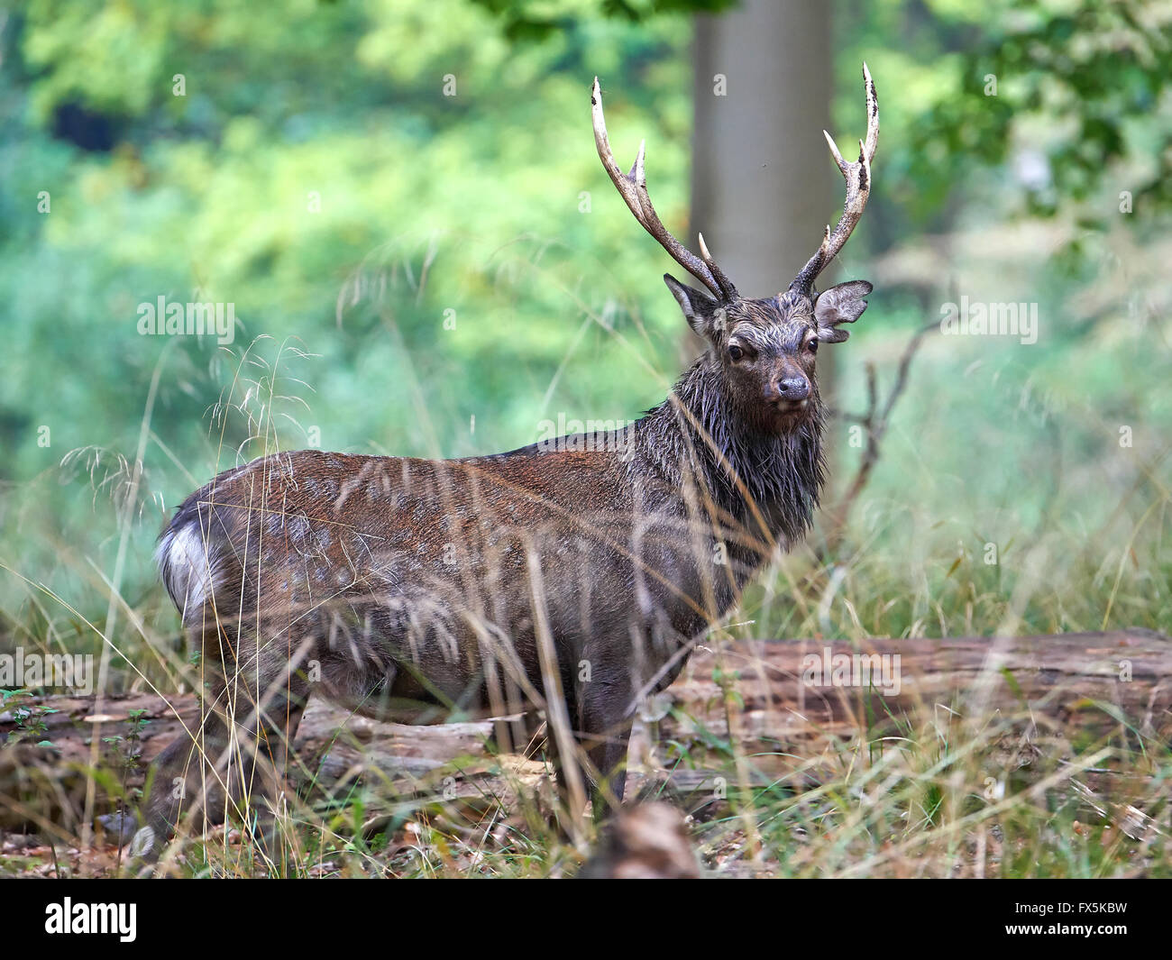 Sika deer hi-res stock photography and images - Alamy