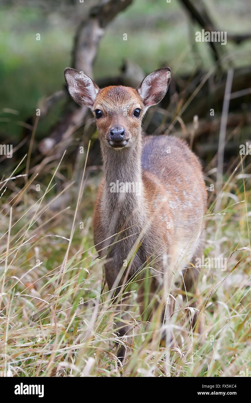 Juvenile sika deer hiding in its natural habitat Stock Photo - Alamy