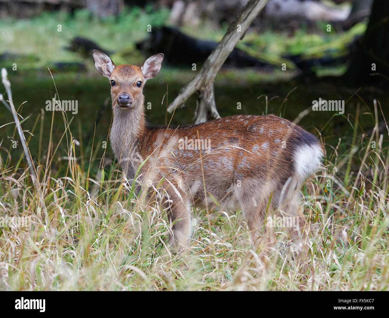 Sika Deer