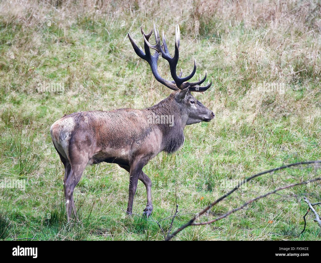 Red deer habitat hi-res stock photography and images - Alamy