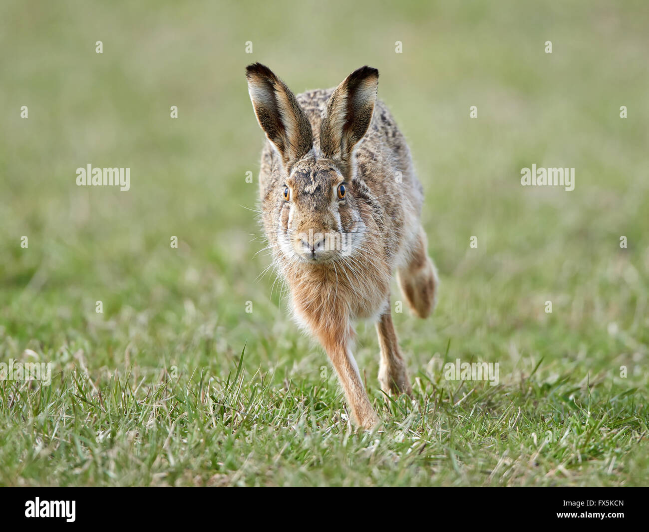 Hare running hi-res stock photography and images - Alamy