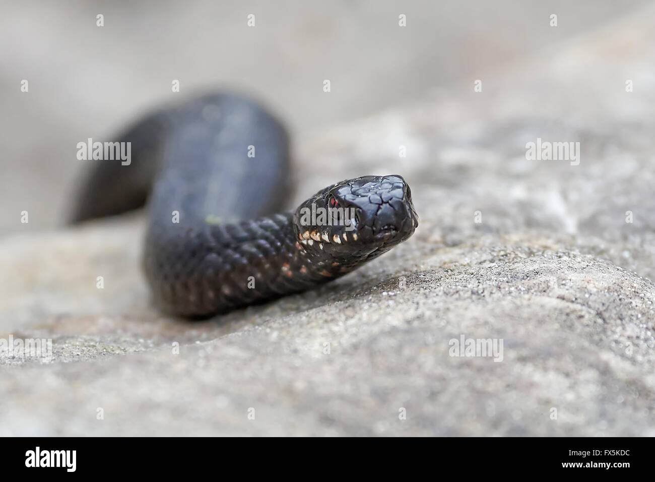 Common European Adder resting in its natural habitat Stock Photo - Alamy