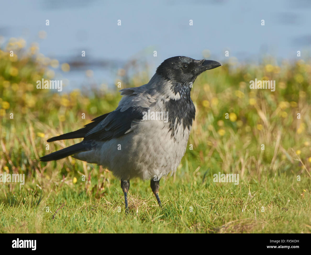 Hooded Crow resting in grass in its habitat Stock Photo - Alamy