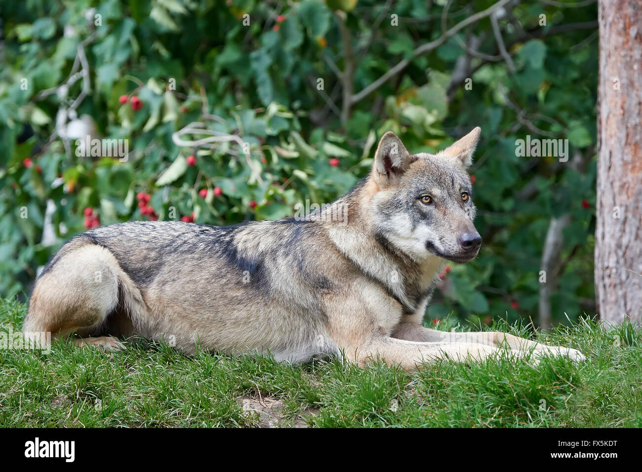 Wolf resting hi-res stock photography and images - Alamy