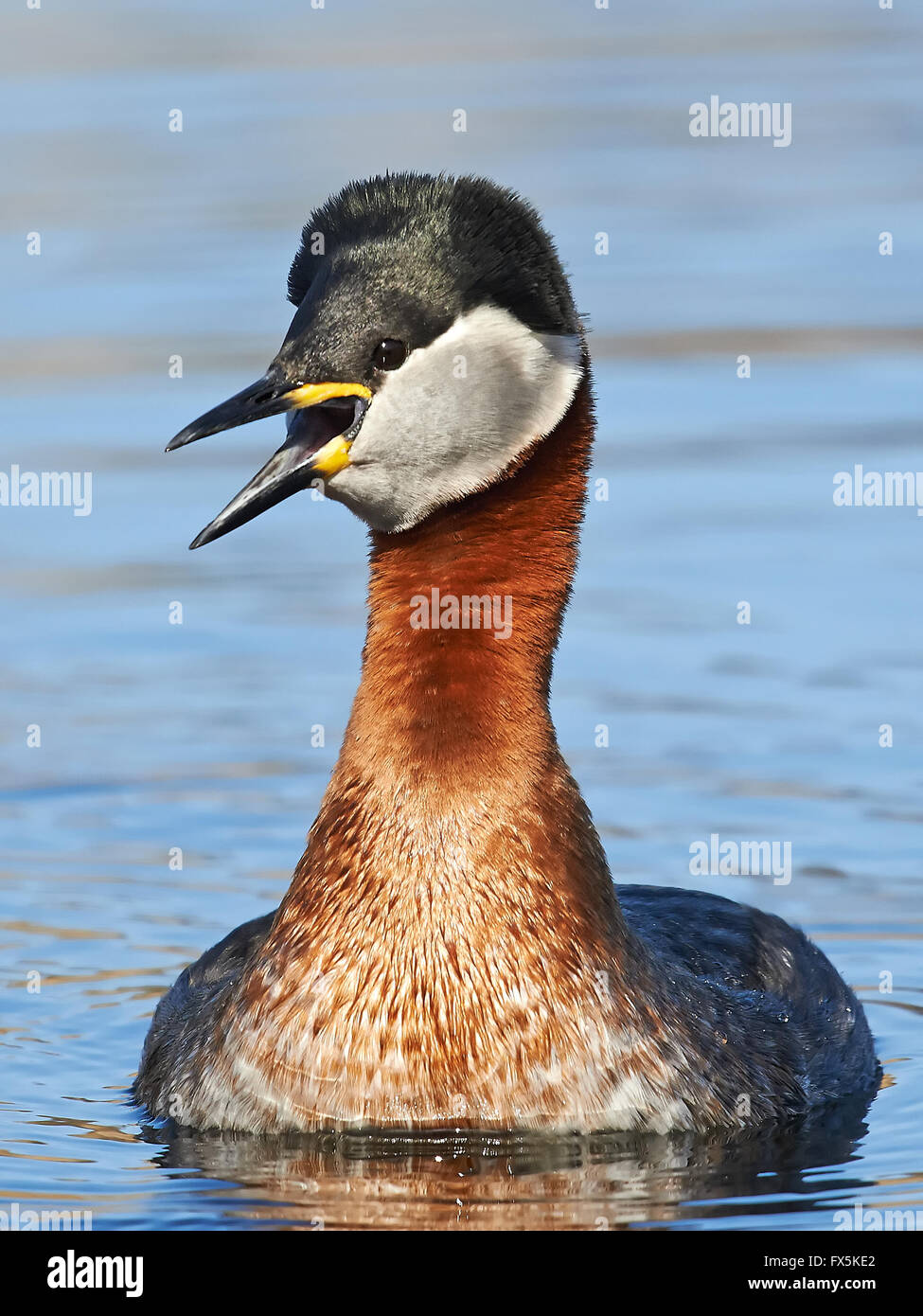 Red necked grebe hi-res stock photography and images - Alamy