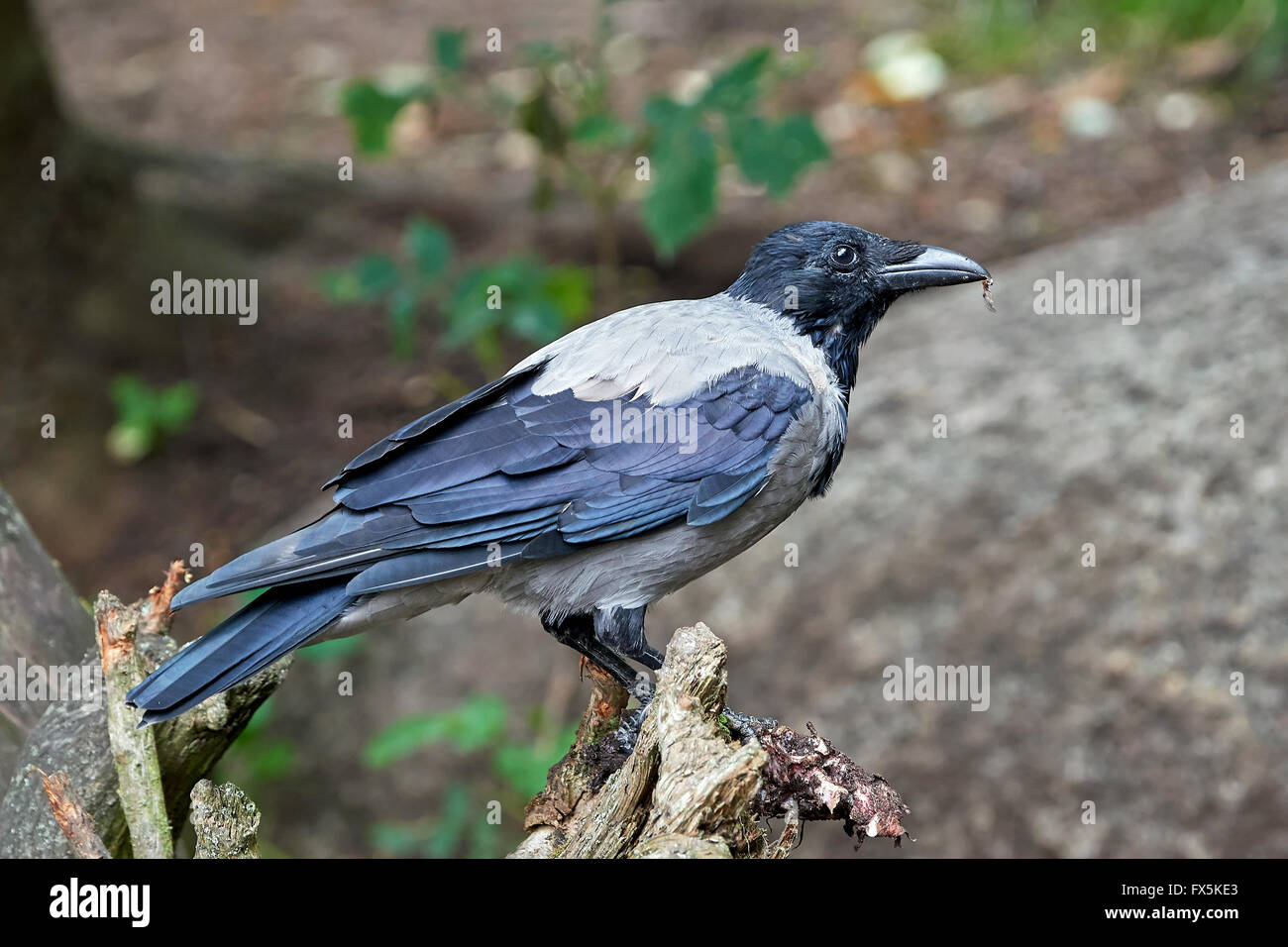 Crow eating hi-res stock photography and images - Alamy