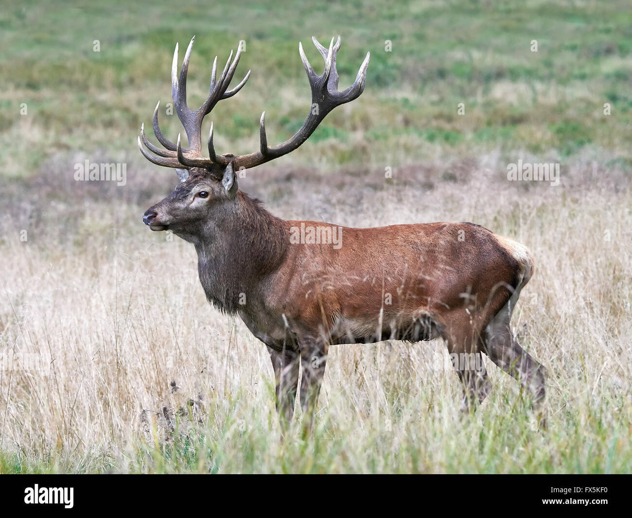 Red deer standing in the grass in its natural habitat Stock Photo - Alamy