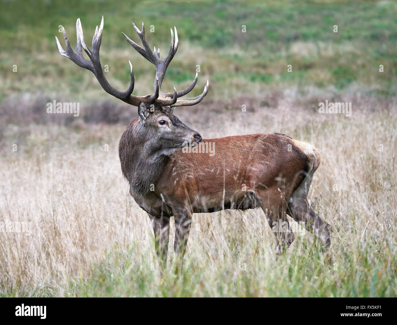 Red deer habitat hi-res stock photography and images - Alamy