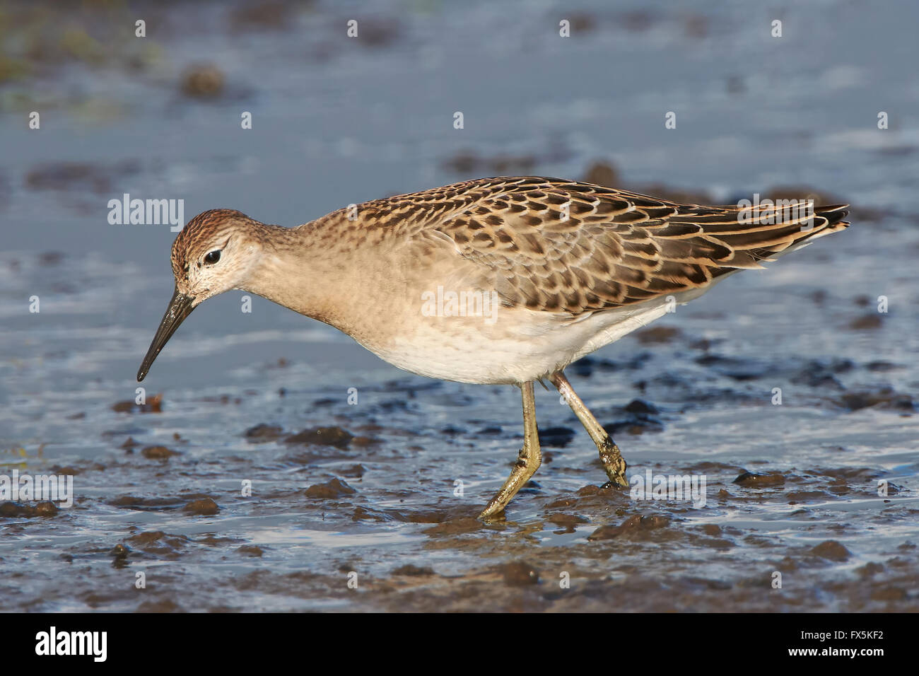 Ruff looking for food in the water in its habitat Stock Photo - Alamy