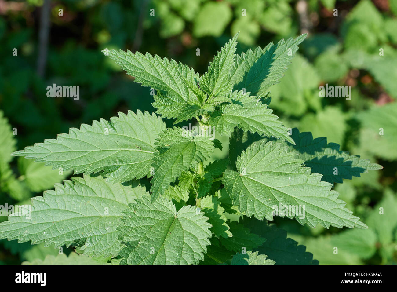 Stinging nettle plant hi-res stock photography and images - Alamy