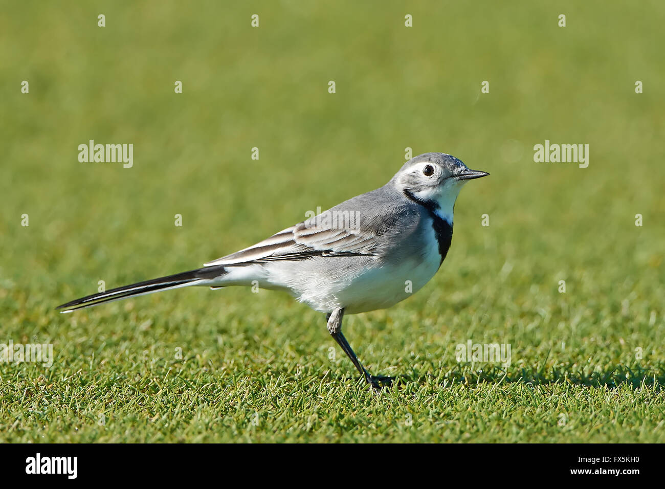 White wagtail bird hi-res stock photography and images - Alamy