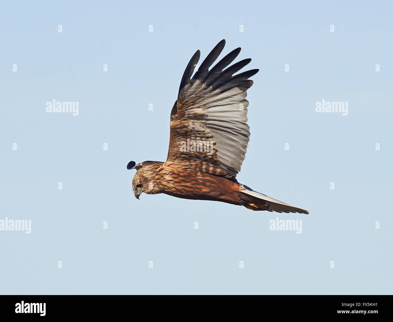 Harrier in flight hi-res stock photography and images - Alamy