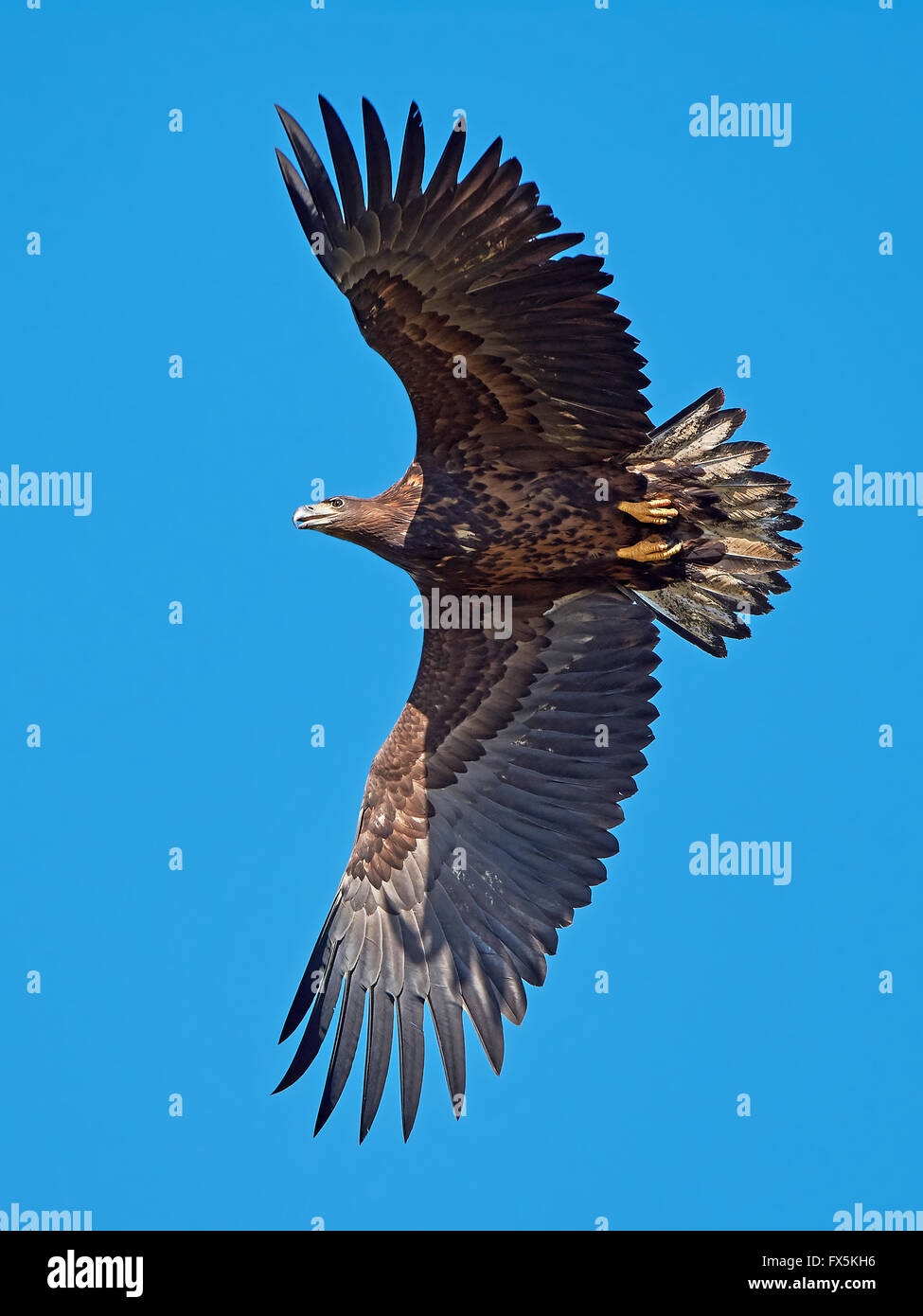 White Tailed Eagle in flight with blue skies in the background Stock ...