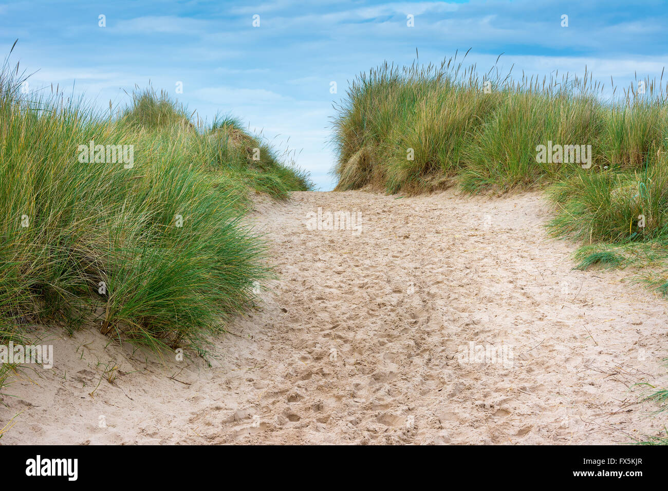 Footpath through sand dunes with blue sky ahead Stock Photo - Alamy