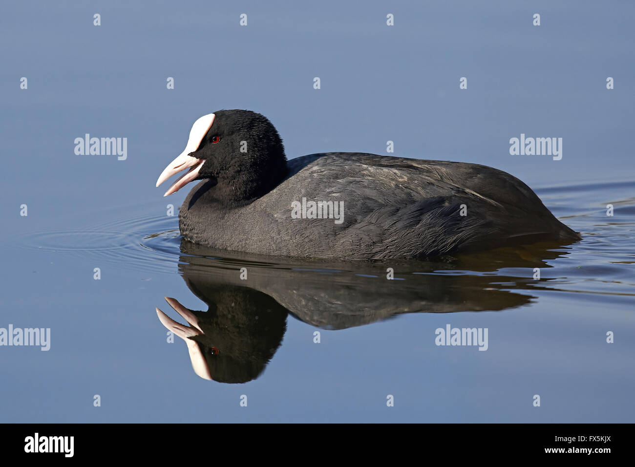 Coot in habitat hi-res stock photography and images - Alamy
