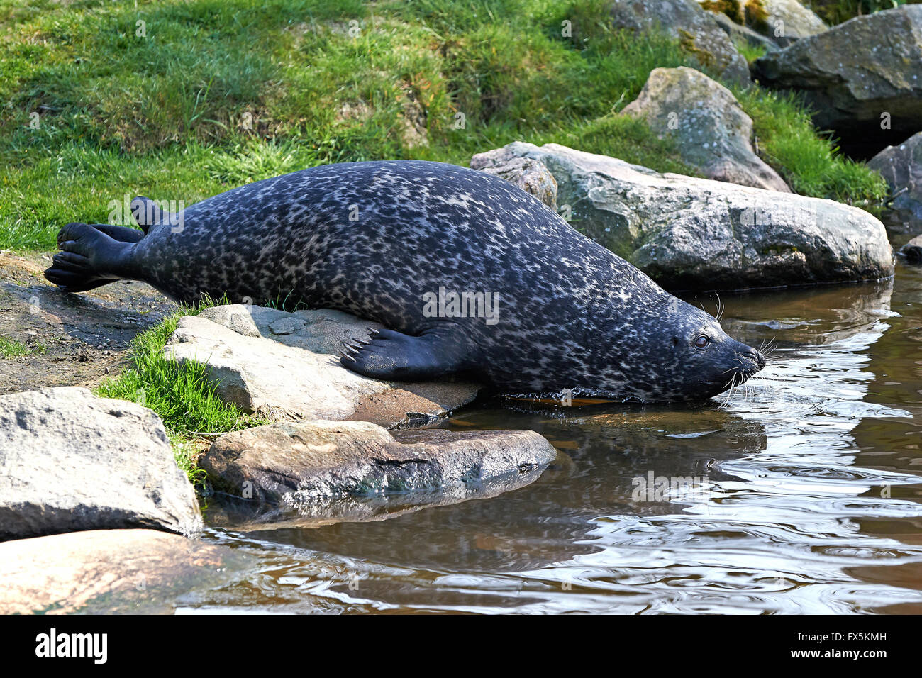 Harbor seal resting on a rock by the water Stock Photo - Alamy