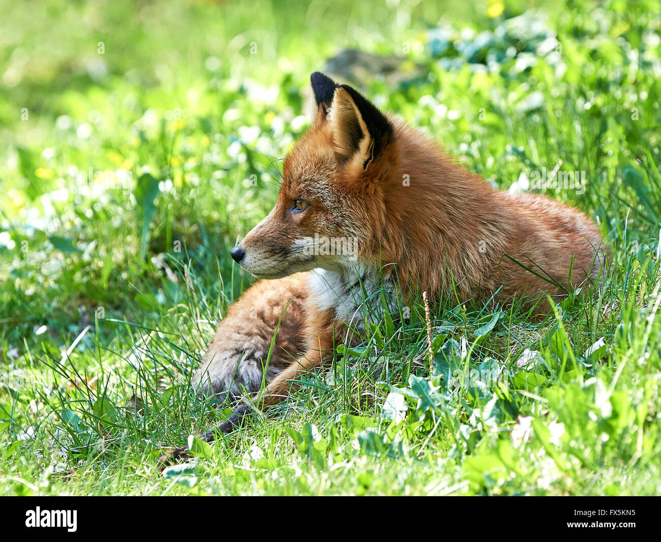 Red fox habitat hi-res stock photography and images - Alamy