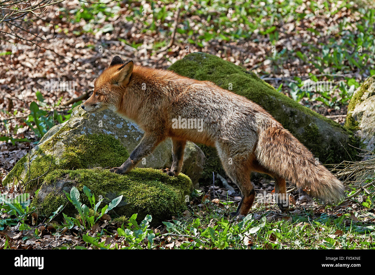Red Fox in its natural habitat in springtime Stock Photo - Alamy