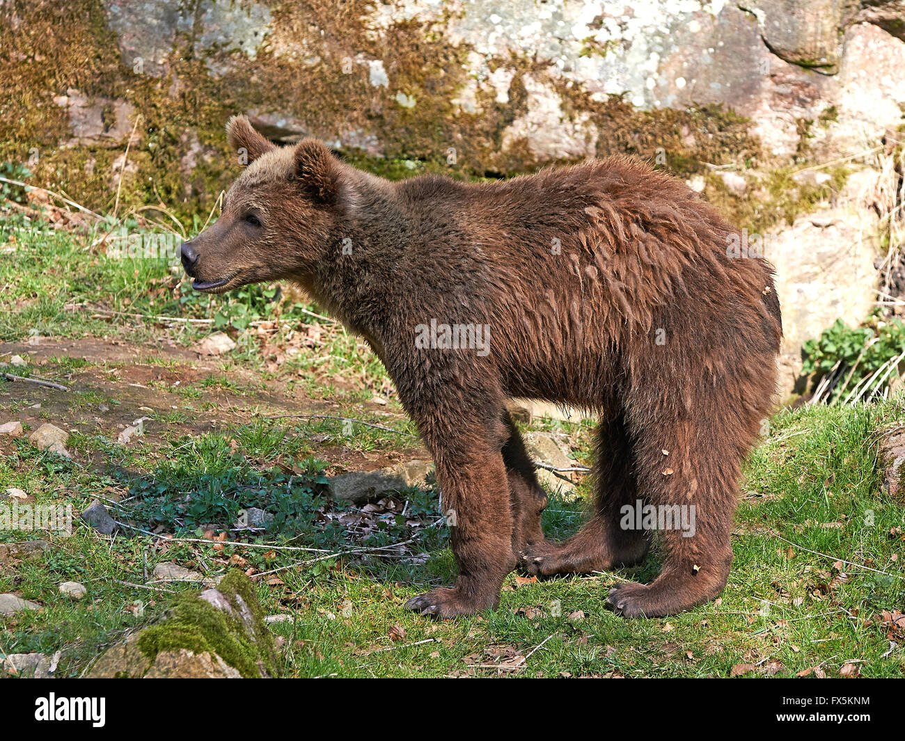 Brown Bear in its natural habitat in springtime Stock Photo - Alamy