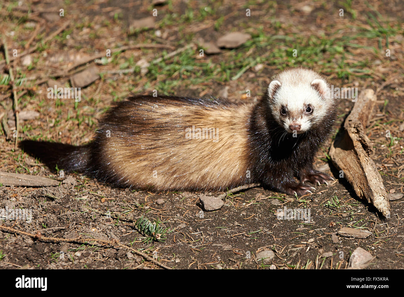 European polecat resting on the ground in its habitat Stock Photo - Alamy