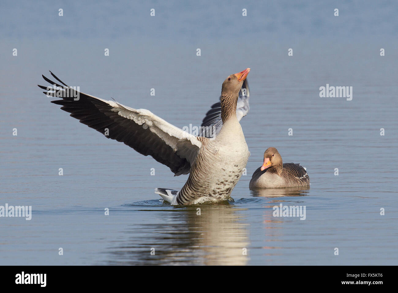 Greylag Goose with open wings Stock Photo - Alamy