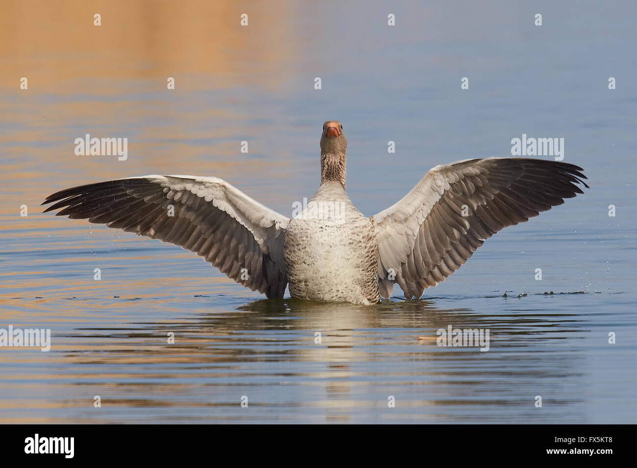 Greylag Goose with open wings Stock Photo - Alamy
