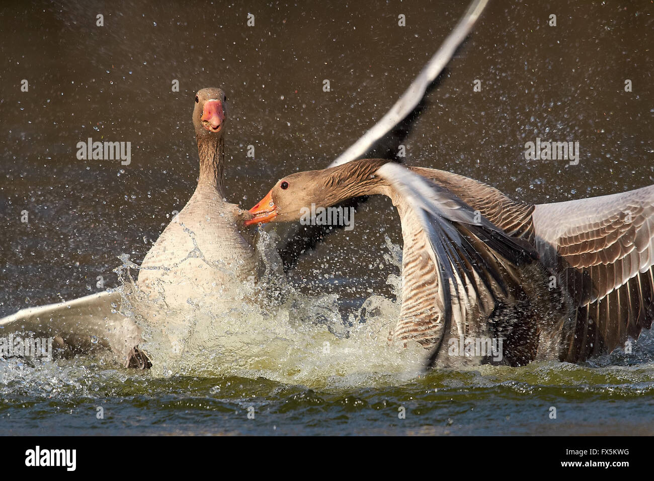 Greylag Geese fighting in the water with drops flying in the air Stock ...