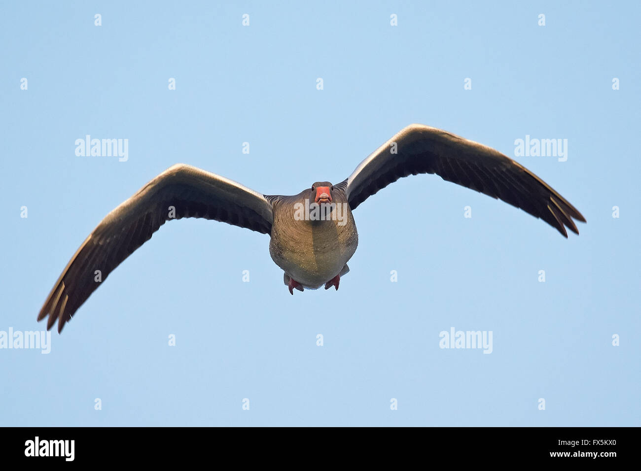 Flying goose hi-res stock photography and images - Alamy