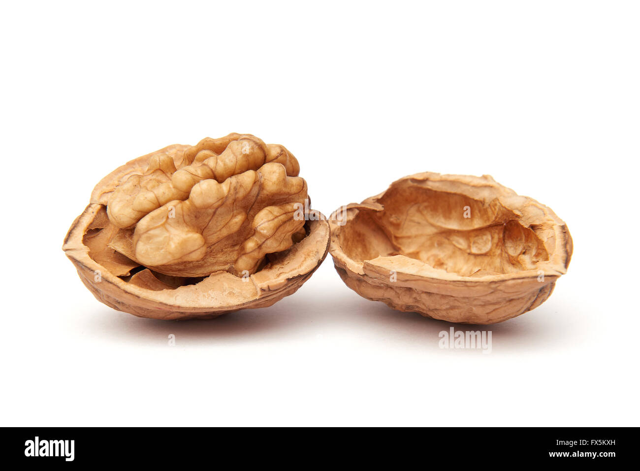 Closeup of a common walnut on a white background Stock Photo - Alamy