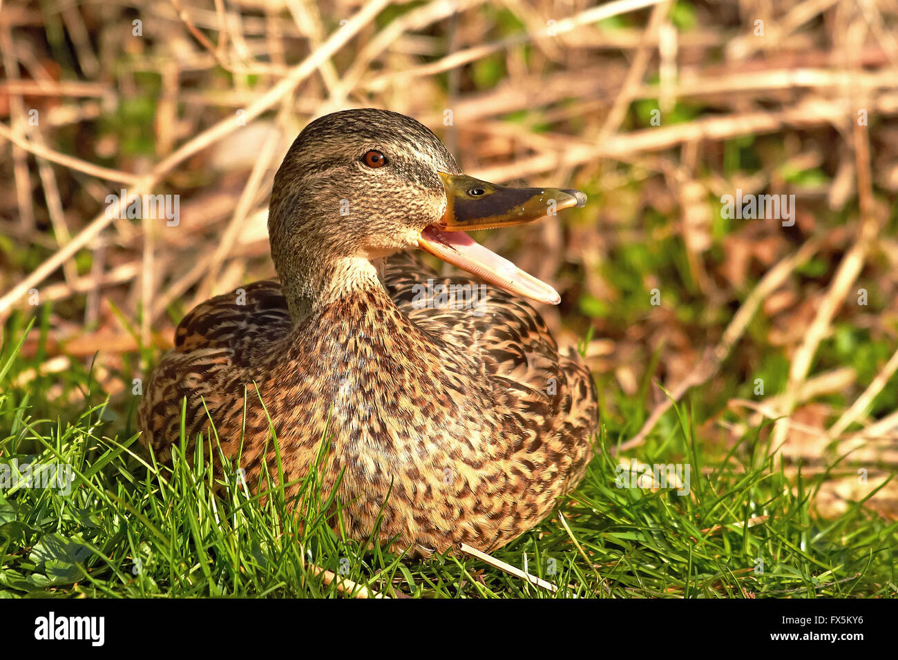 Mallard duck beak open hi-res stock photography and images - Alamy