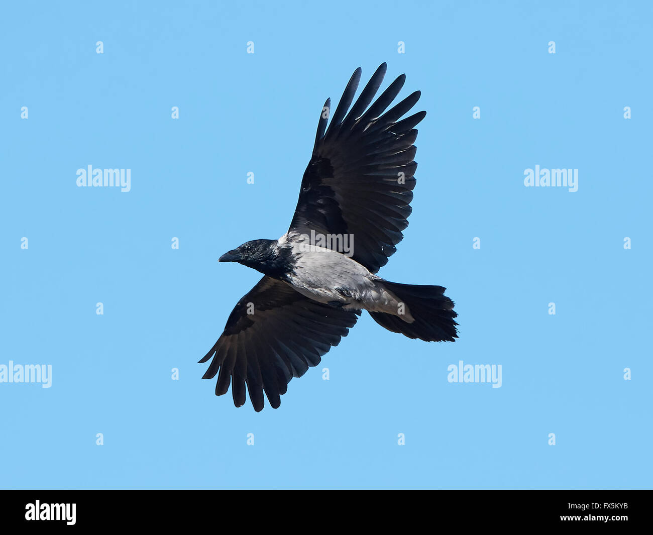 Hooded crow in flight with blue skies in the background Stock Photo - Alamy