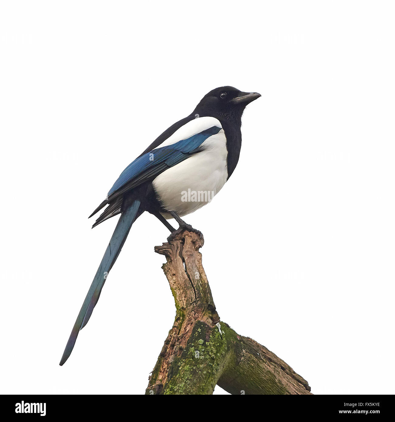 Eurasian Magpie resting on a branch in its habitat Stock Photo - Alamy