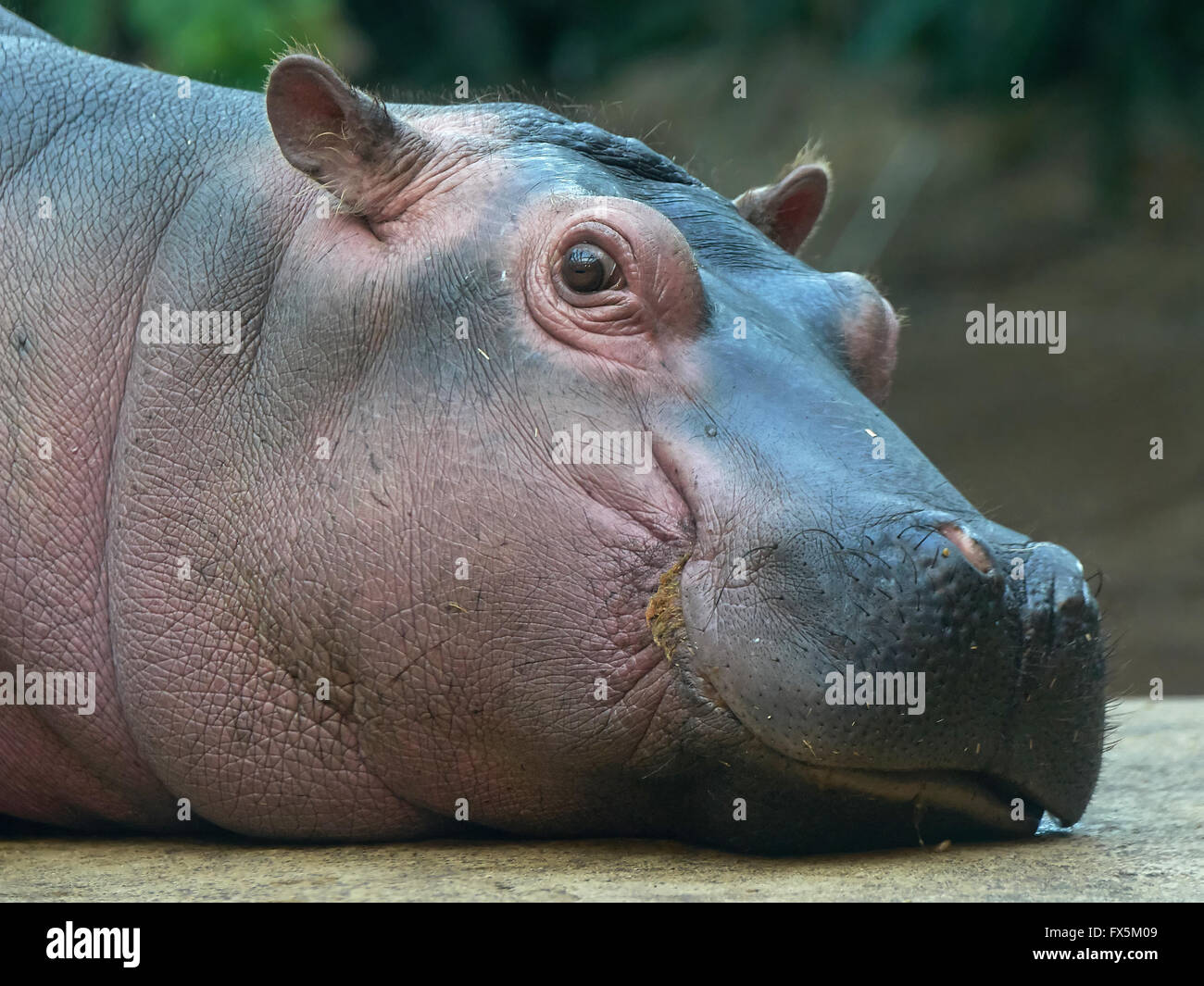 Hippopotamus resting in its habitat looking directly in the camera ...