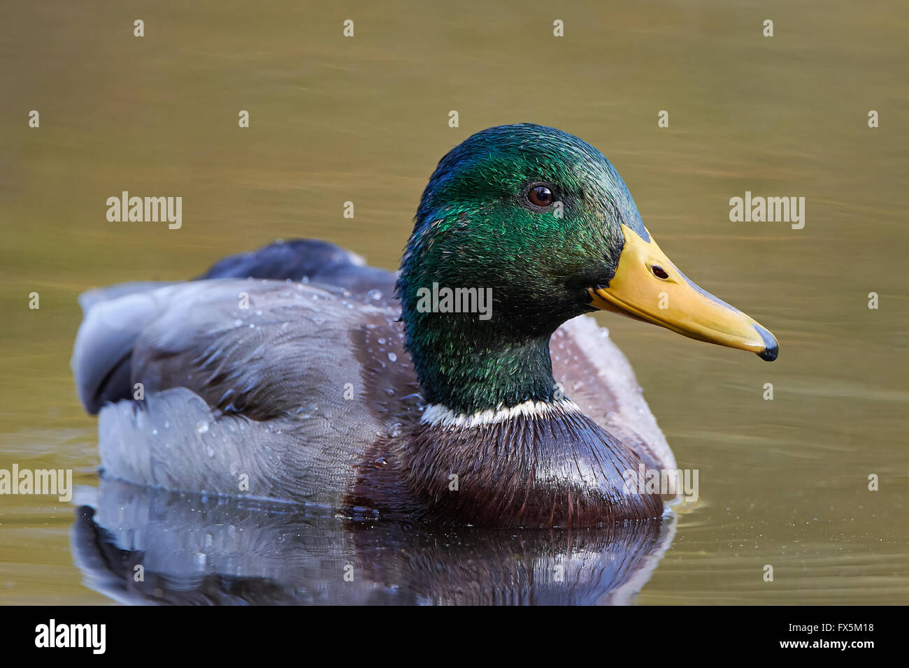 Male wild duck hi-res stock photography and images - Alamy